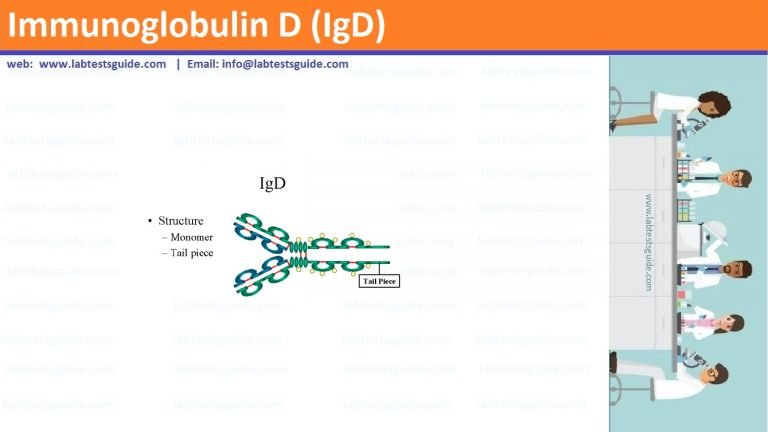 Immunoglobulin D (IgD) Defination, Values and Overview | Lab Tests Guide