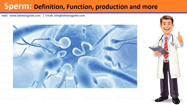Sperm Definition, Function, production and more - Lab Tests Guide