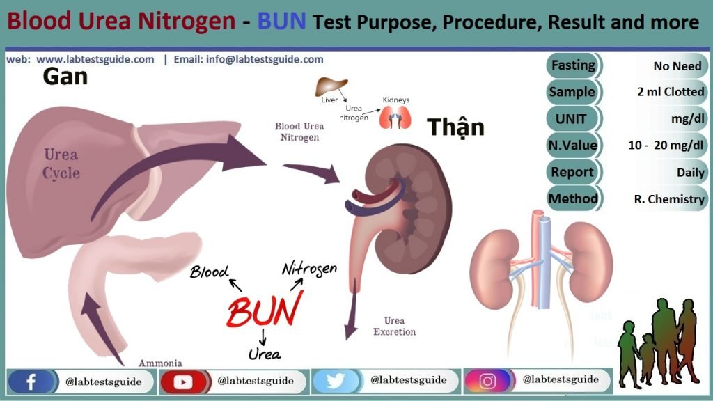 BUN (blood Urea Nitrogen) Test Purpose, Procedure, Results And More ...