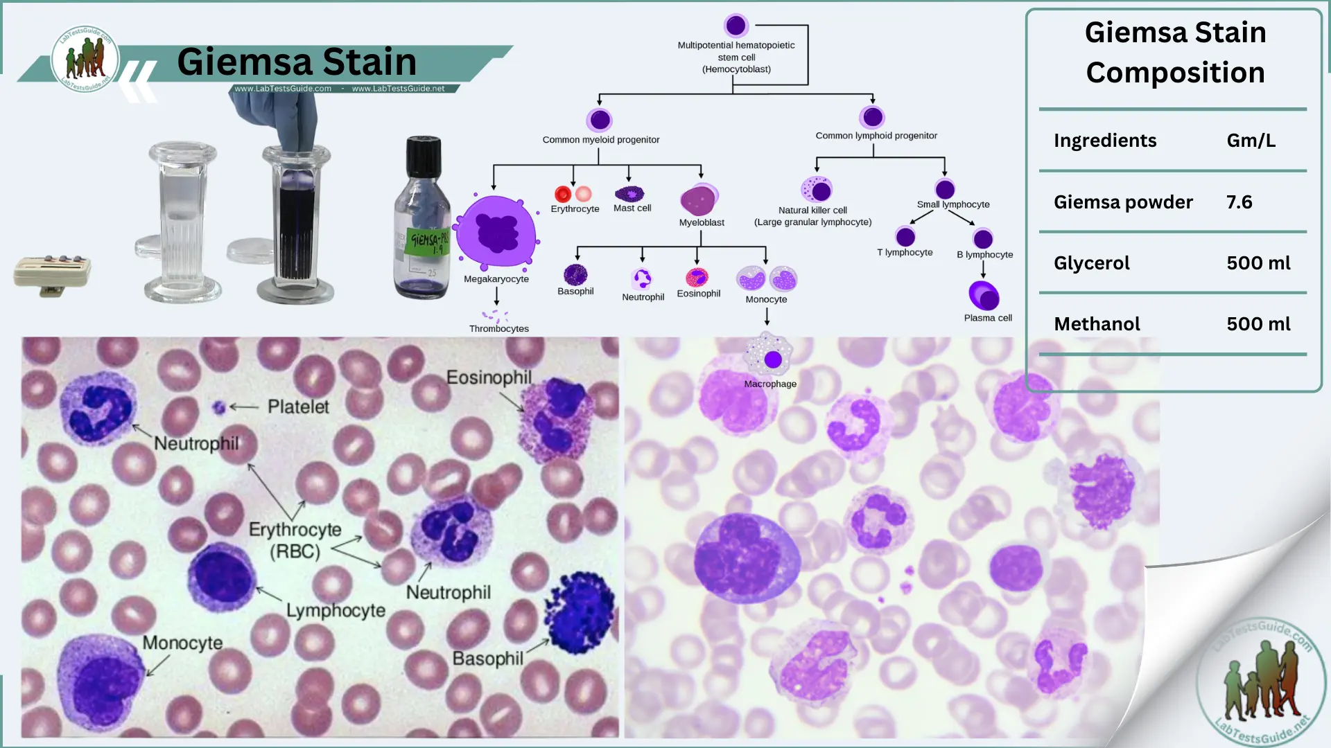 Giemsa Stain Purpose, Procedure, Results and more | Lab Tests Guide