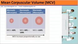 MCV Test Purpose, Calculation And More | Lab Tests Guide