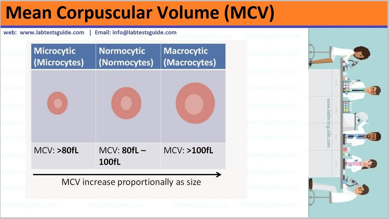 MCV Test Purpose Calculation And More Lab Tests Guide MCV Test Purpose Calculation And More Lab Tests Guide