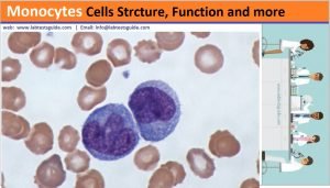 Monocytes Structure, Functions and more - Lab Tests Guide