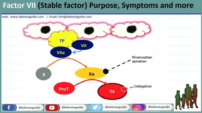 Factor VII (Stable factor) Purpose, Symptoms and more - Lab Tests Guide
