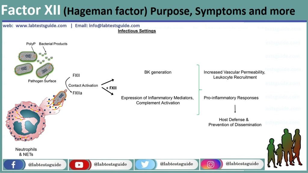 coagulation factors Archives | Lab Tests Guide