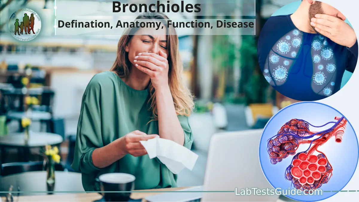 Bronchioles: Anatomy, Function, and Disease