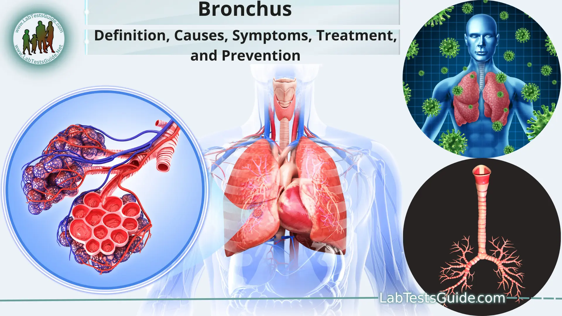 Bronchus: Anatomy, Function, Common Conditions, and Respiratory Health