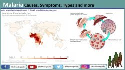 Malaria Causes, Symptoms, Types and more | Lab Tests Guide