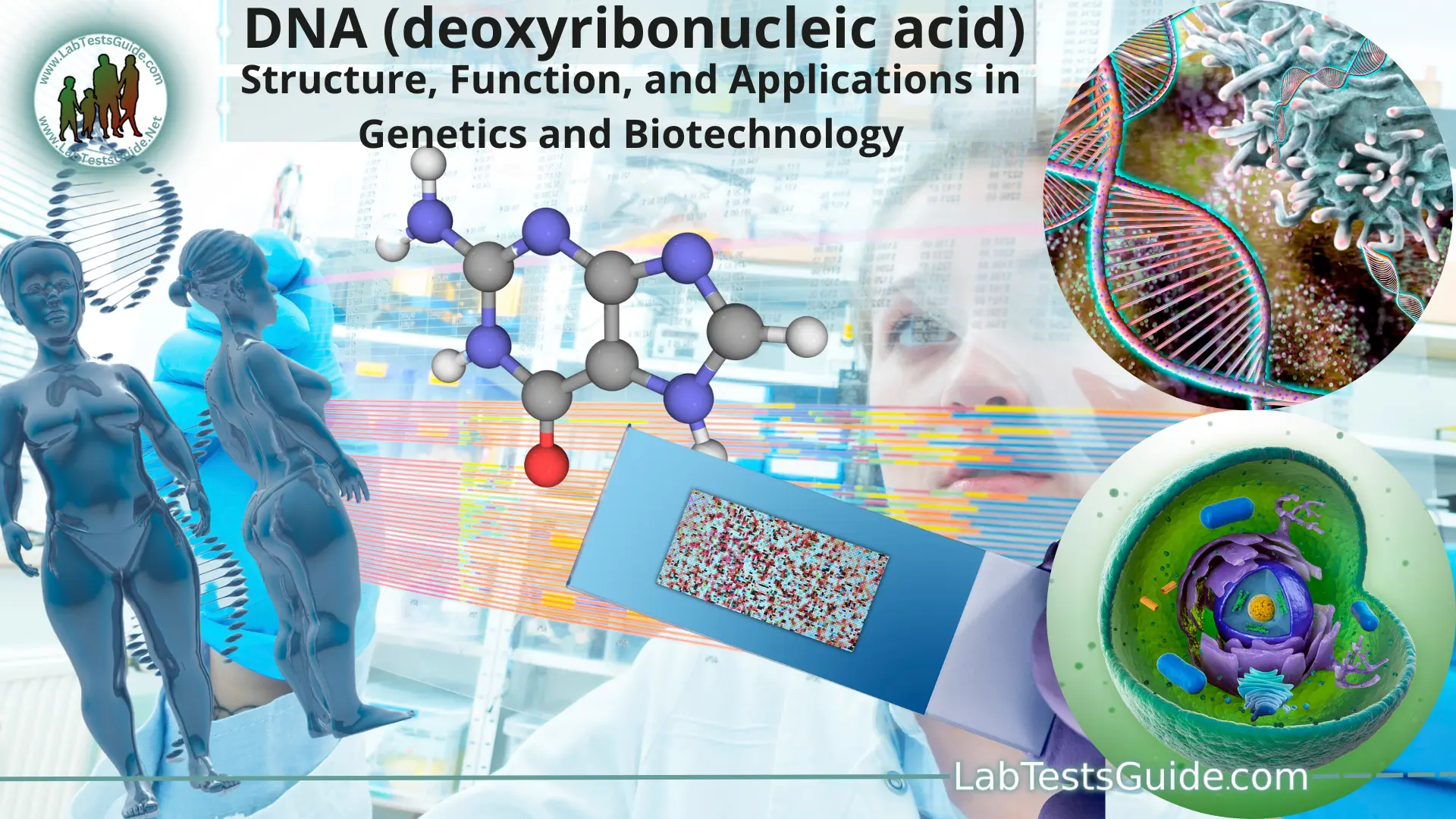 DNA: Structure, Function, and Applications in Genetics and Biotechnology