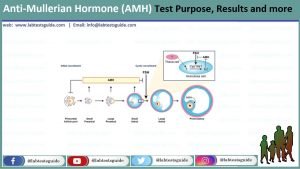 Anti-Mullerian Hormone (AMH) (AMH) Test Purpose, Results and more | Lab ...