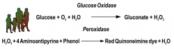 Glucose Test Procedures | LTG