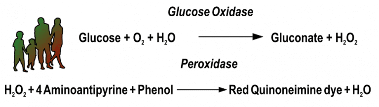 Glucose Test Procedures | Lab Tests Guide