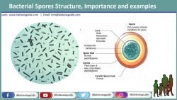 Bacterial spores Structure, Importance and examples - Lab Tests Guide