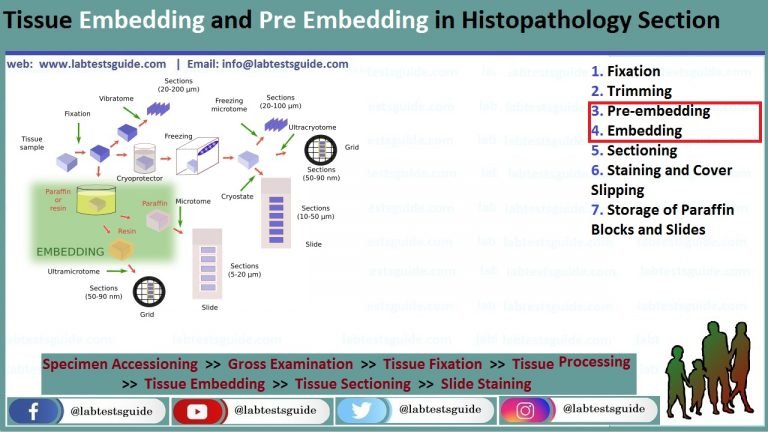 Tissue Embedding (Histopathology) Procedure | Lab Tests Guide
