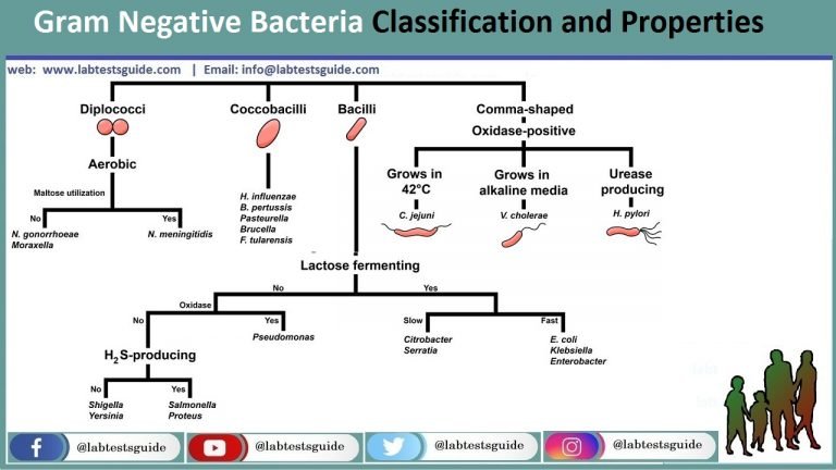 Gram Negative Bacteria | LTG