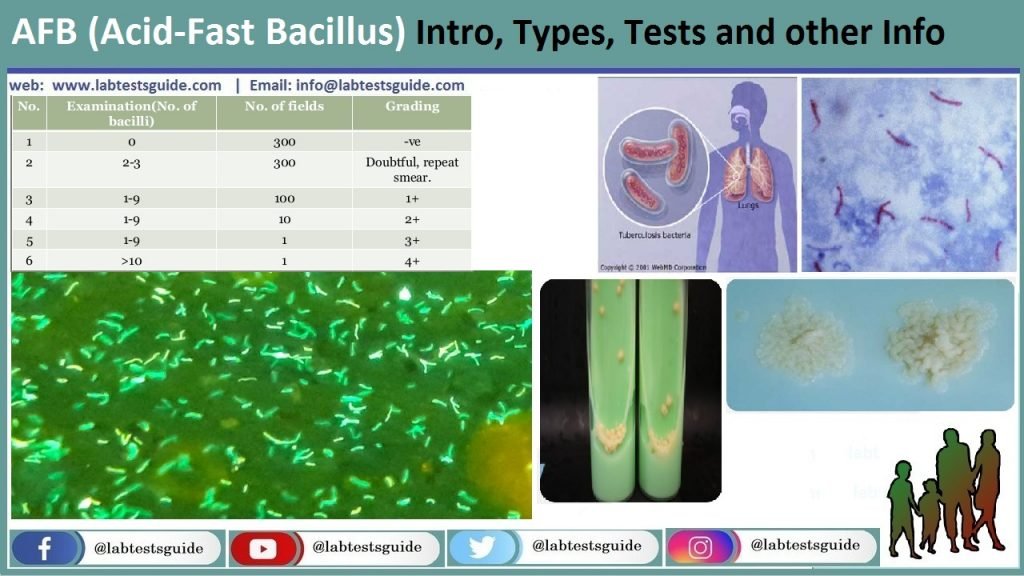 AFB (Acid-Fast Bacillus) Intro, Types, Tests and other Info | Lab Tests ...