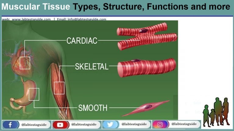 Muscular Tissue Types, Structure, Functions and more - Lab Tests Guide