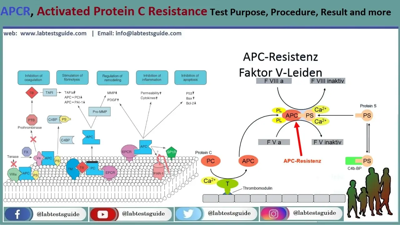 Activated Protein C Resistance V | Lab Tests Guide