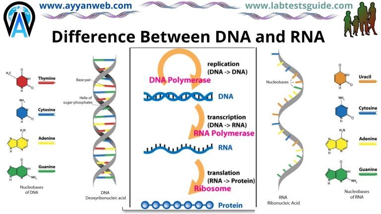 Difference Between | Lab Tests Guide