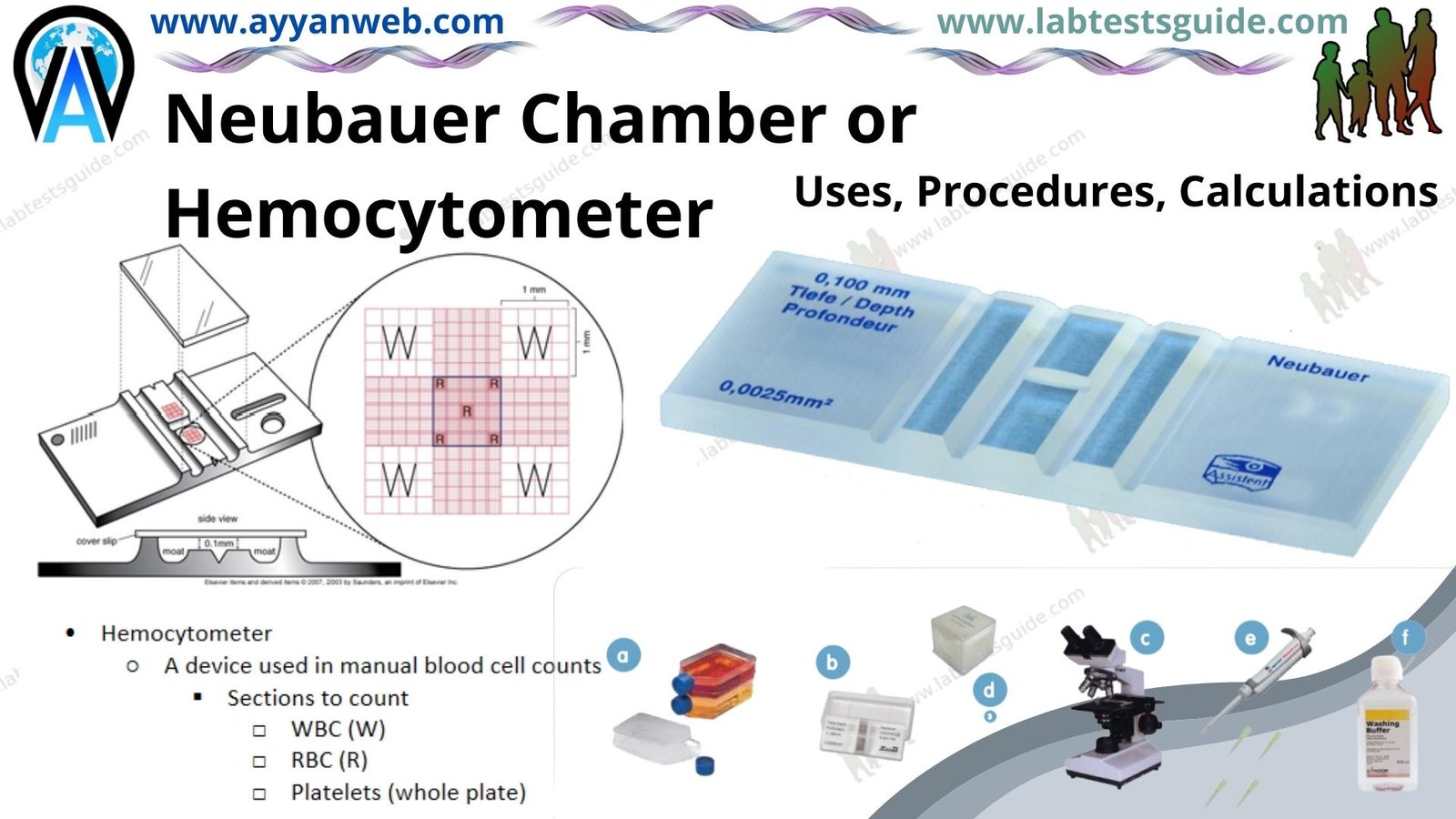 Hemocytometer Uses, Procedures, Calculations And More | LTG