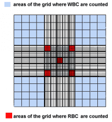 Neubauer Chamber Uses, Procedures, Calculations and more| LTG