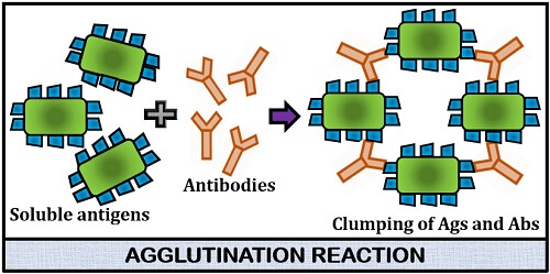 Agglutination VS Precipitation | Lab Tests Guide