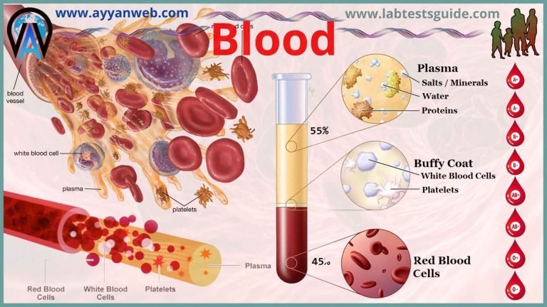 Blood Defination, Components, Functions And More | LTG