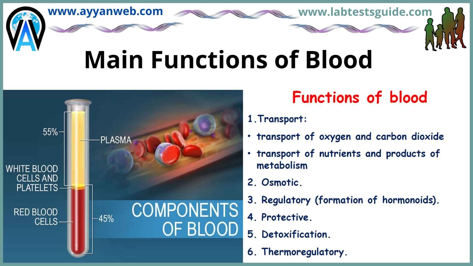 Blood Defination, Components, Functions And More | LTG