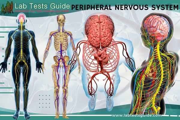 Human Body Organs And Parts, Parts Of Human Body | Lab Tests Guide