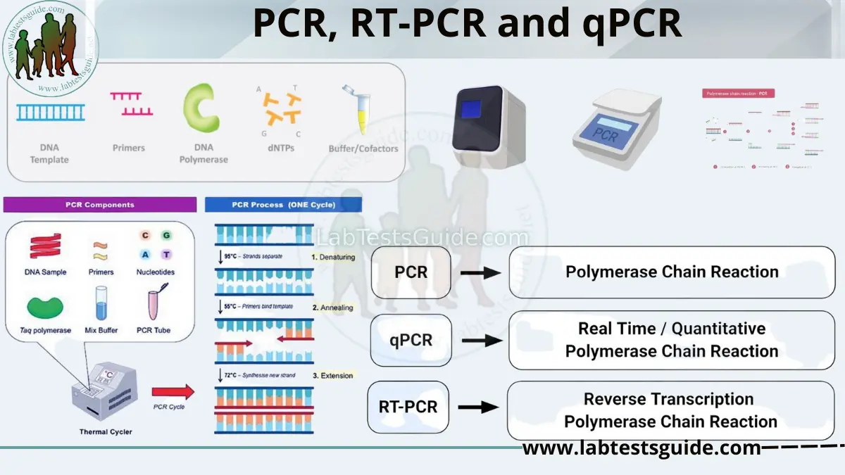 Pcr What Are The Differences Between Pcr Rt Pcr Qpcr - vrogue.co Pcr What Are The Differences Between Pcr Rt Pcr Qpcr - vrogue.co