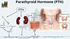 Parathyroid Hormone vs Intact Parathyroid Hormone | Lab Tests Guide