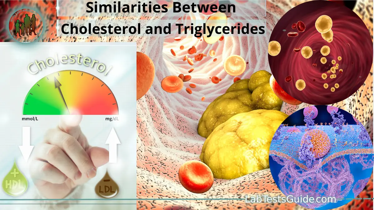 Similarities Between Cholesterol and Triglycerides | Lab Tests Guide