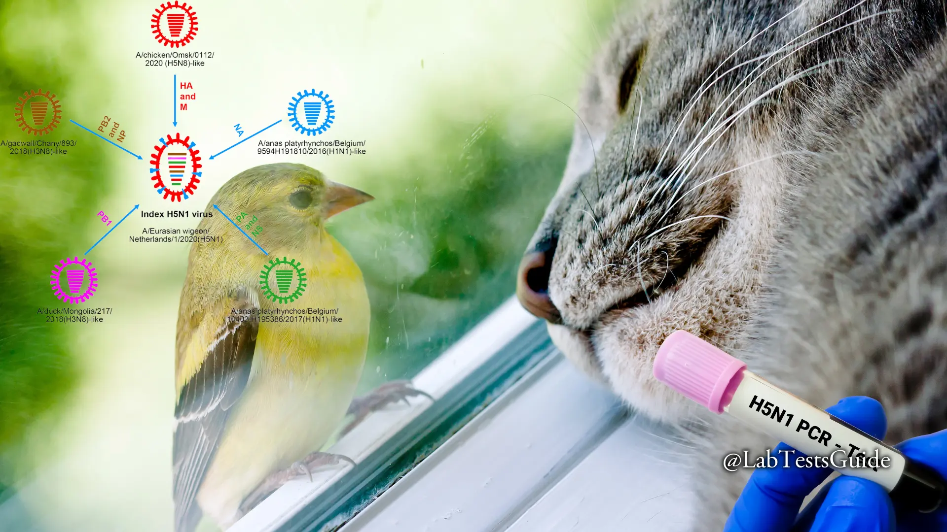 Bird Flu Spreads to 31 States, Affecting Cats: Essential Updates | Lab ...