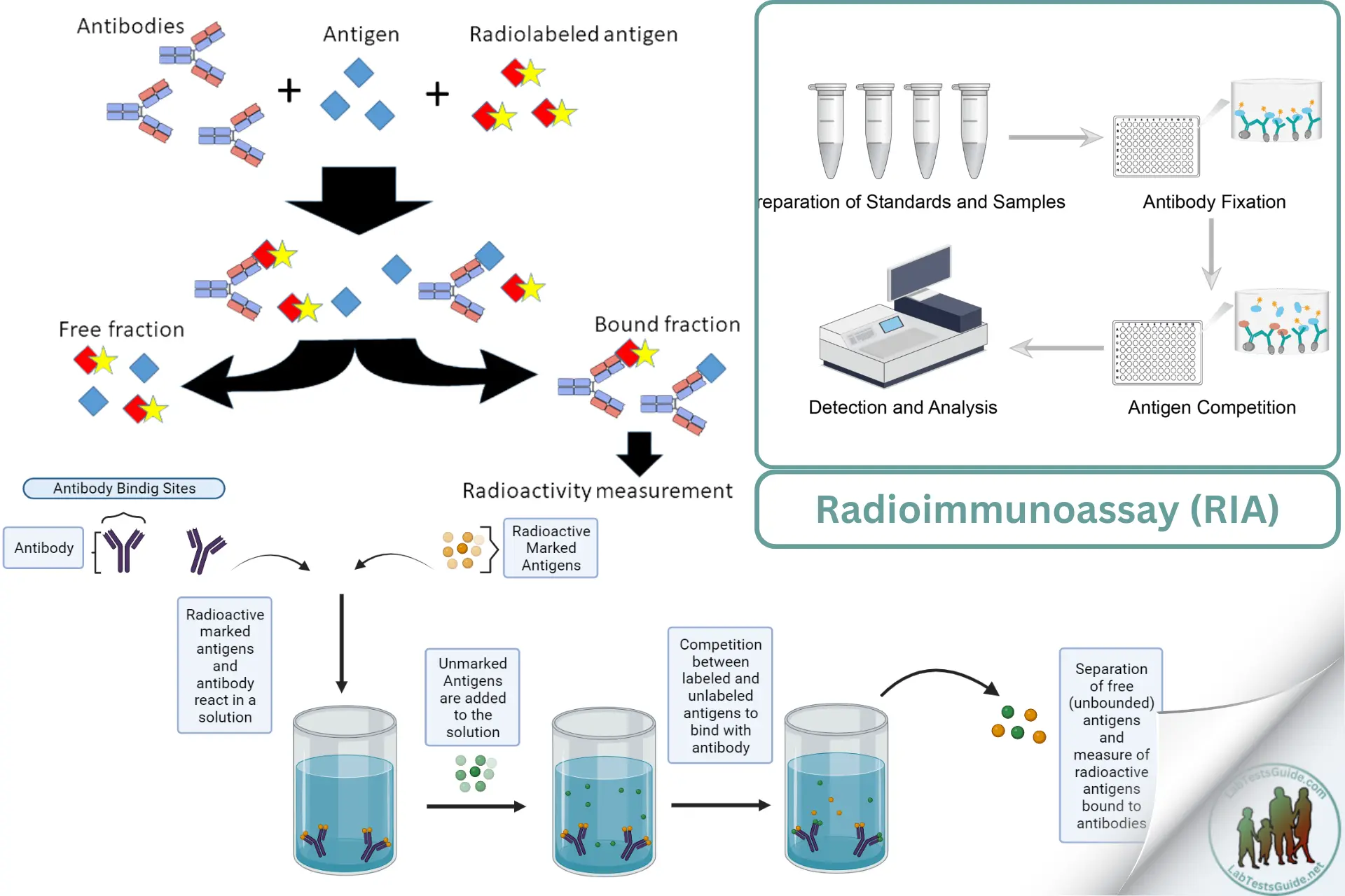 Radioimmunoassay (RIA) | Lab Tests Guide
