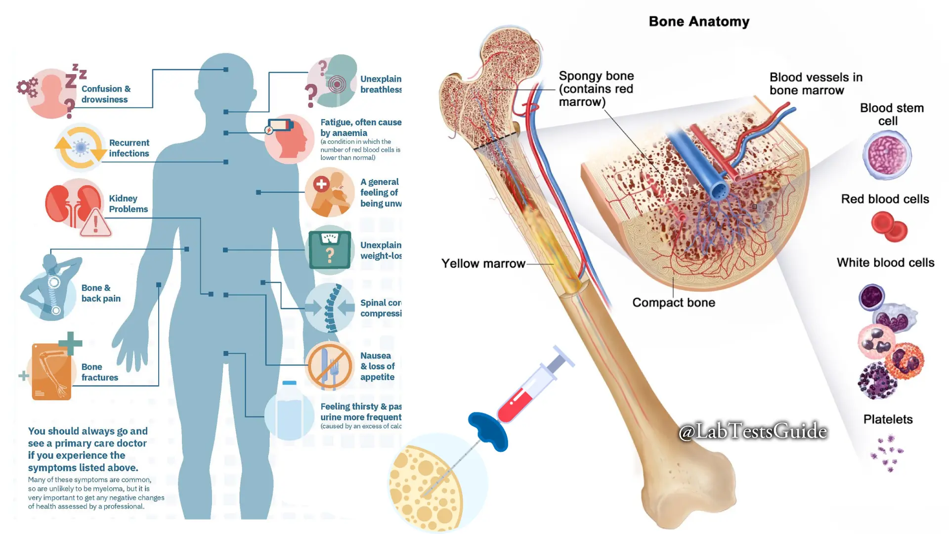 Bone Marrow Anatomy