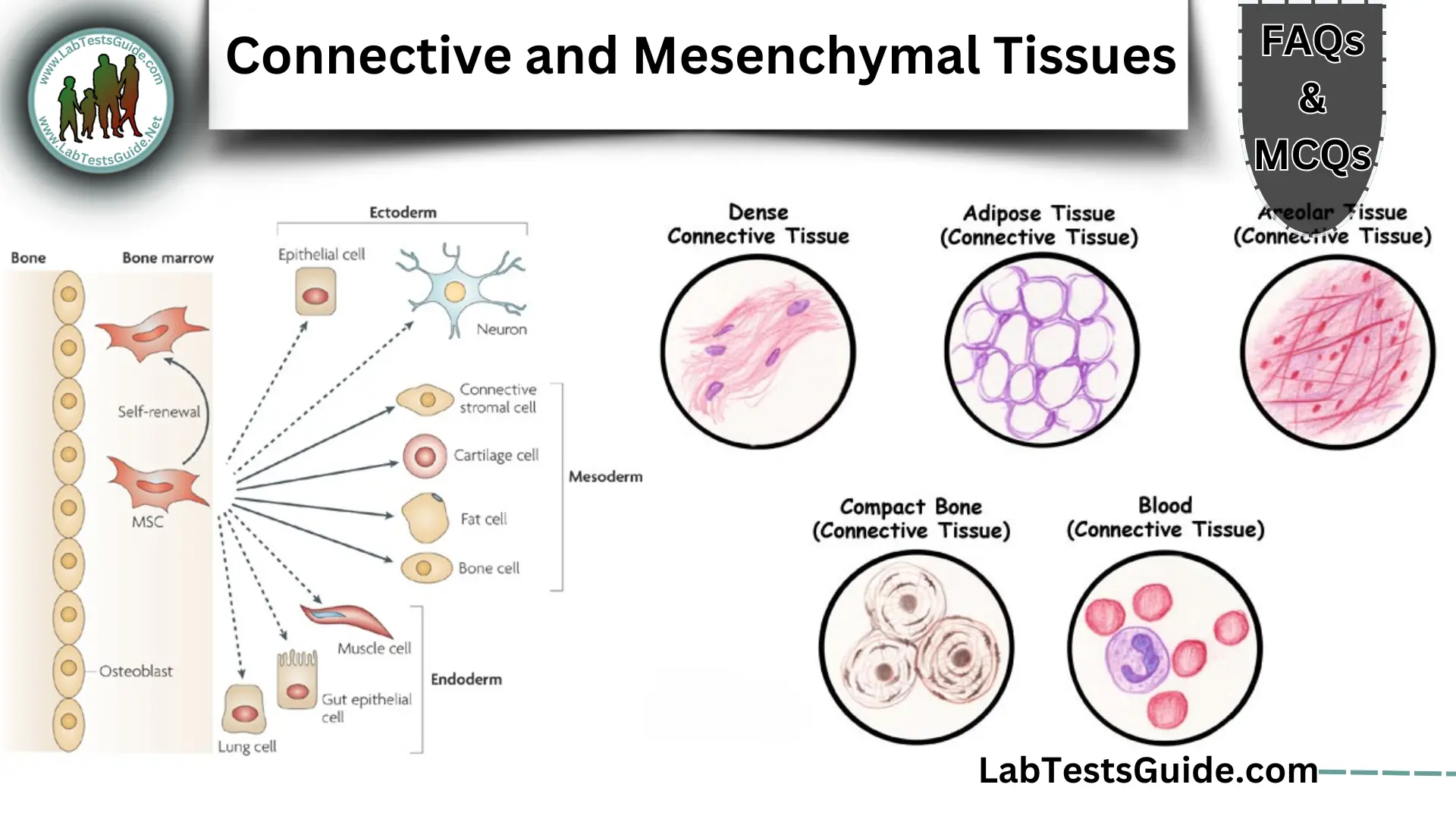 Connective and Mesenchymal Tissues and Their Stains 100 FAQs and 60 MCQs