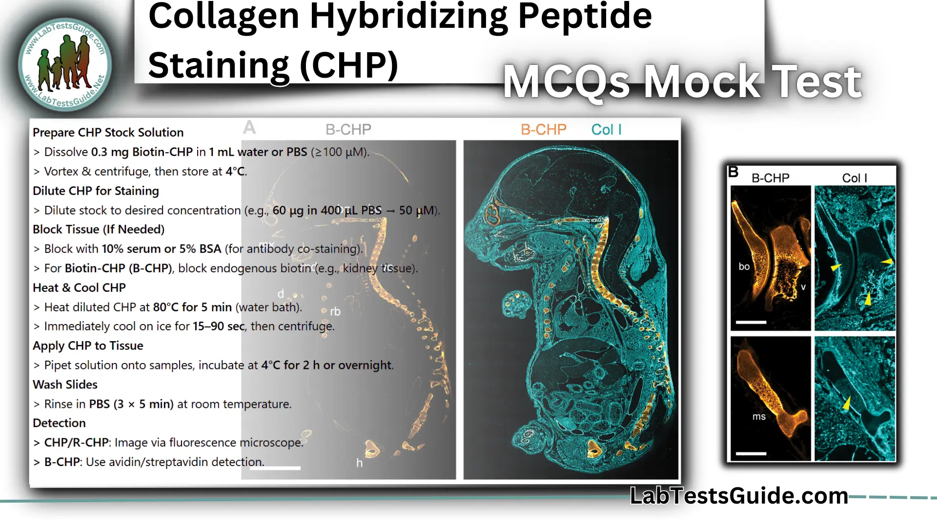 Collagen Hybridizing Peptide Staining MCQs Mock Test (30 MCQs) | Lab ...