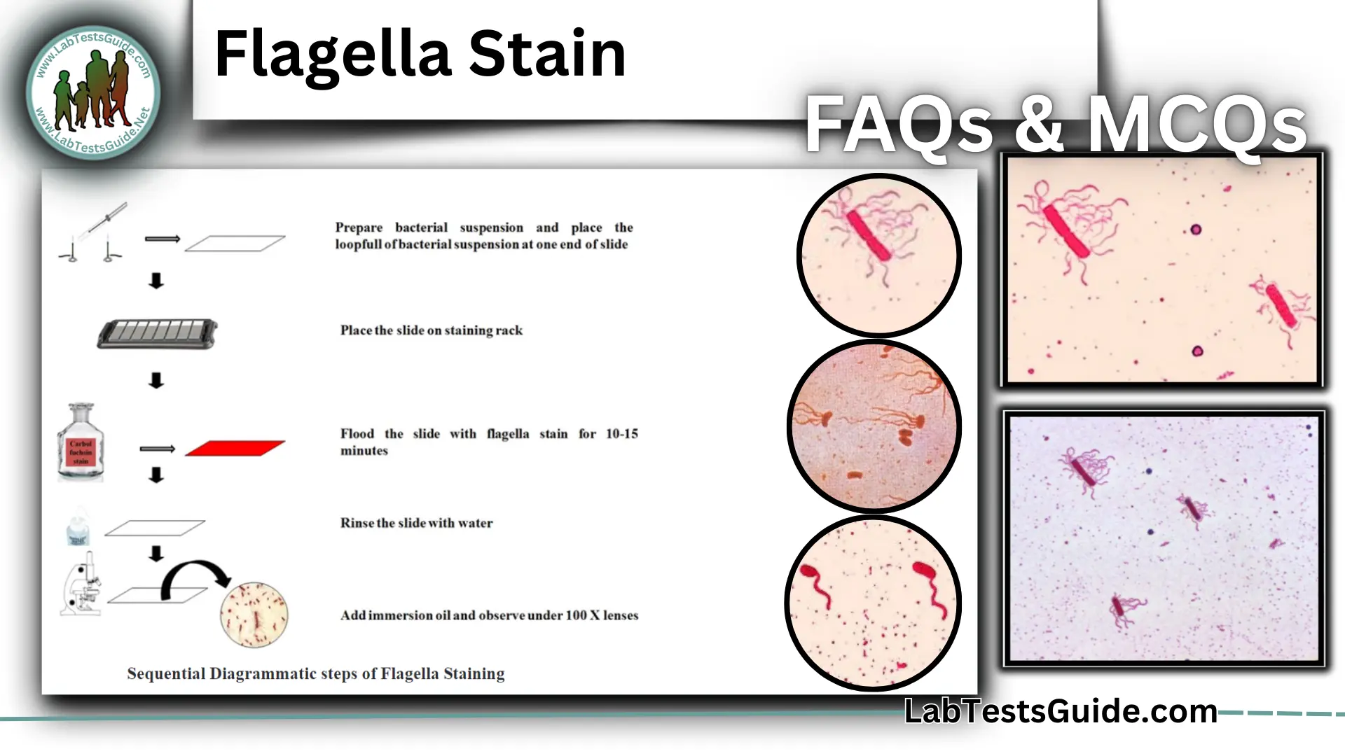 Flagella Stain 50 FAQs and 30 MCQs | Lab Tests Guide