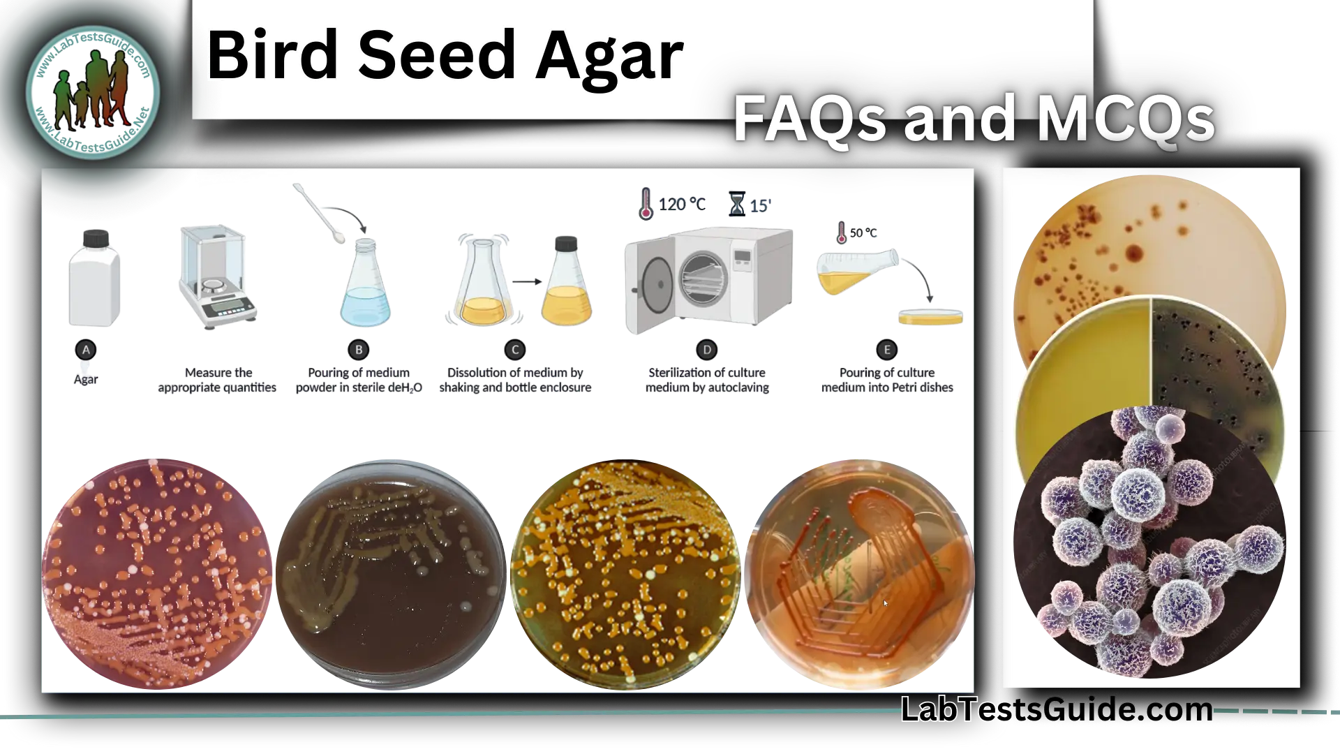 Bird Seed Agar – 50 FAQs & 30 MCQs for Mycology & Lab Diagnosis