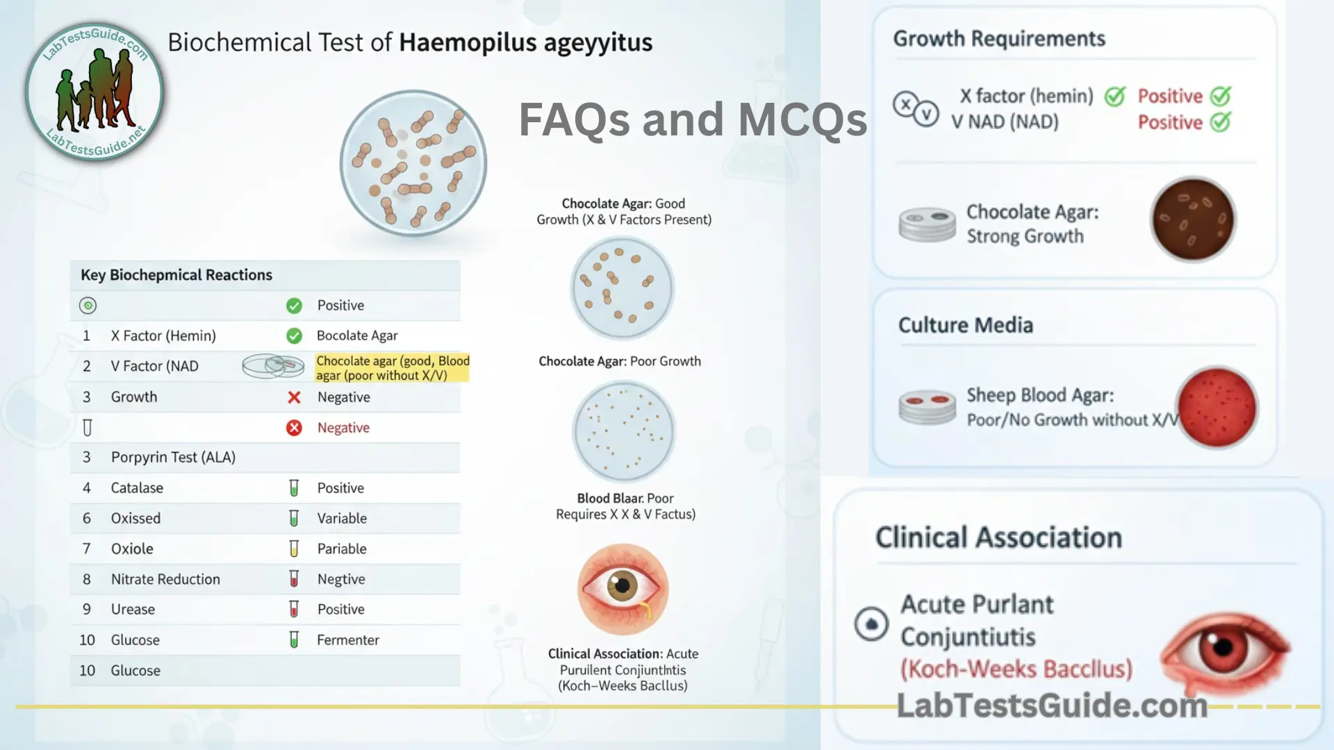 Biochemical Test of Haemophilus aegyptius 50 FAQs and 30 MCQs | Lab ...